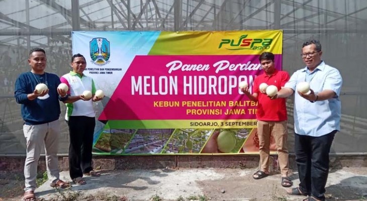 Panen Perdana Melon Hidroponik di Puspa Agro, Upaya Ketahanan Pangan